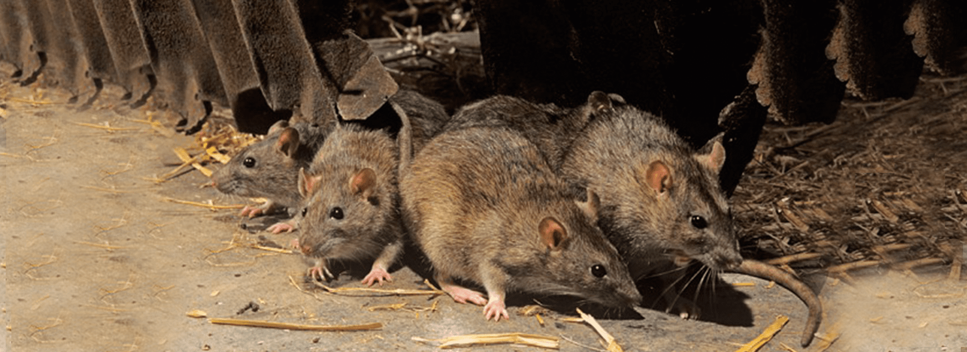 Landing Page Rat Control - Image - Pestcotek